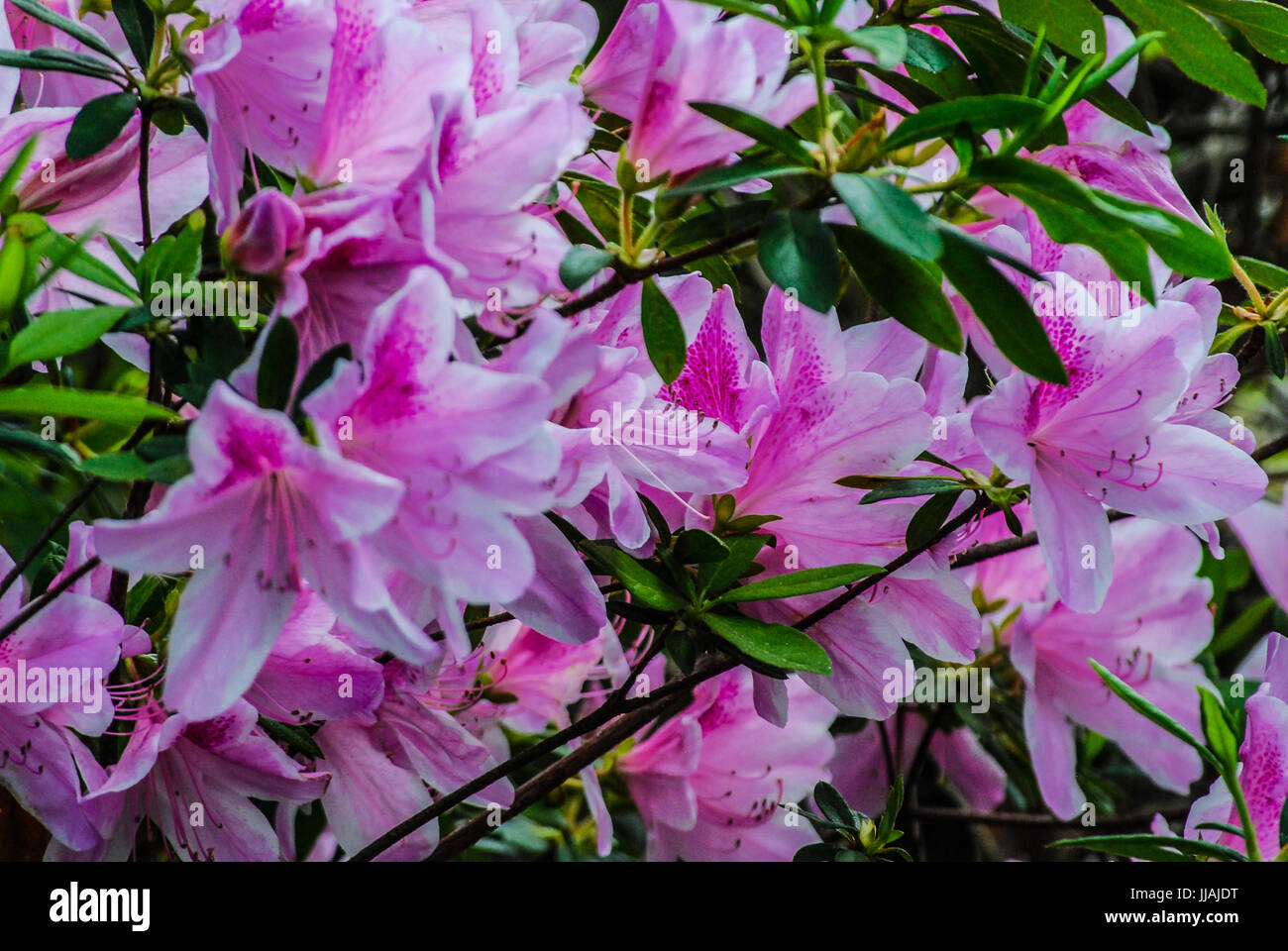 Flower of savannah hi-res stock photography and images - Alamy