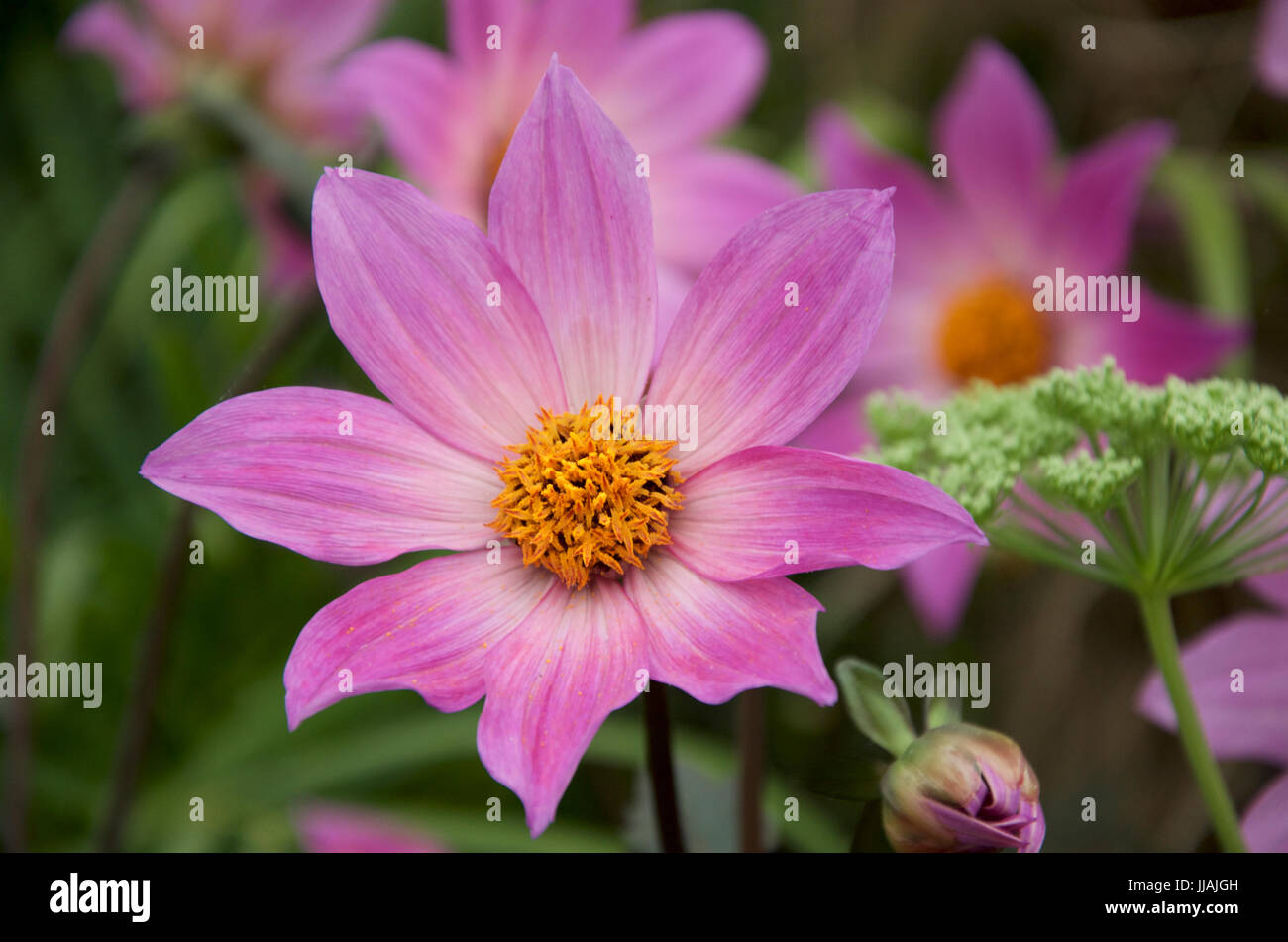 Dahlia Magenta Star Stock Photo - Alamy