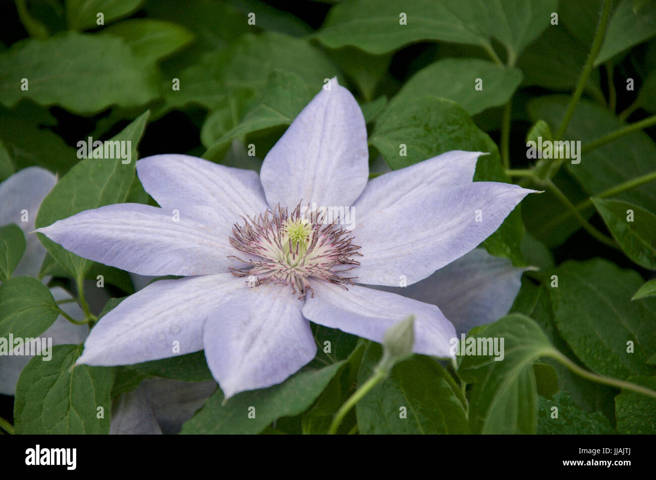 Bernadine High Resolution Stock Photography and Images - Alamy