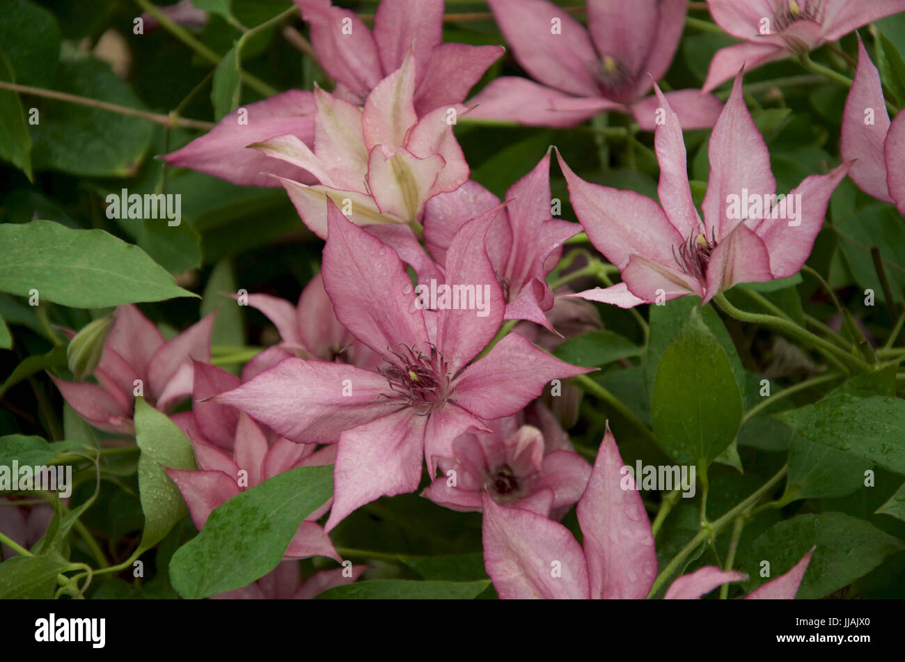 Raymond evison clematis hi-res stock photography and images - Alamy
