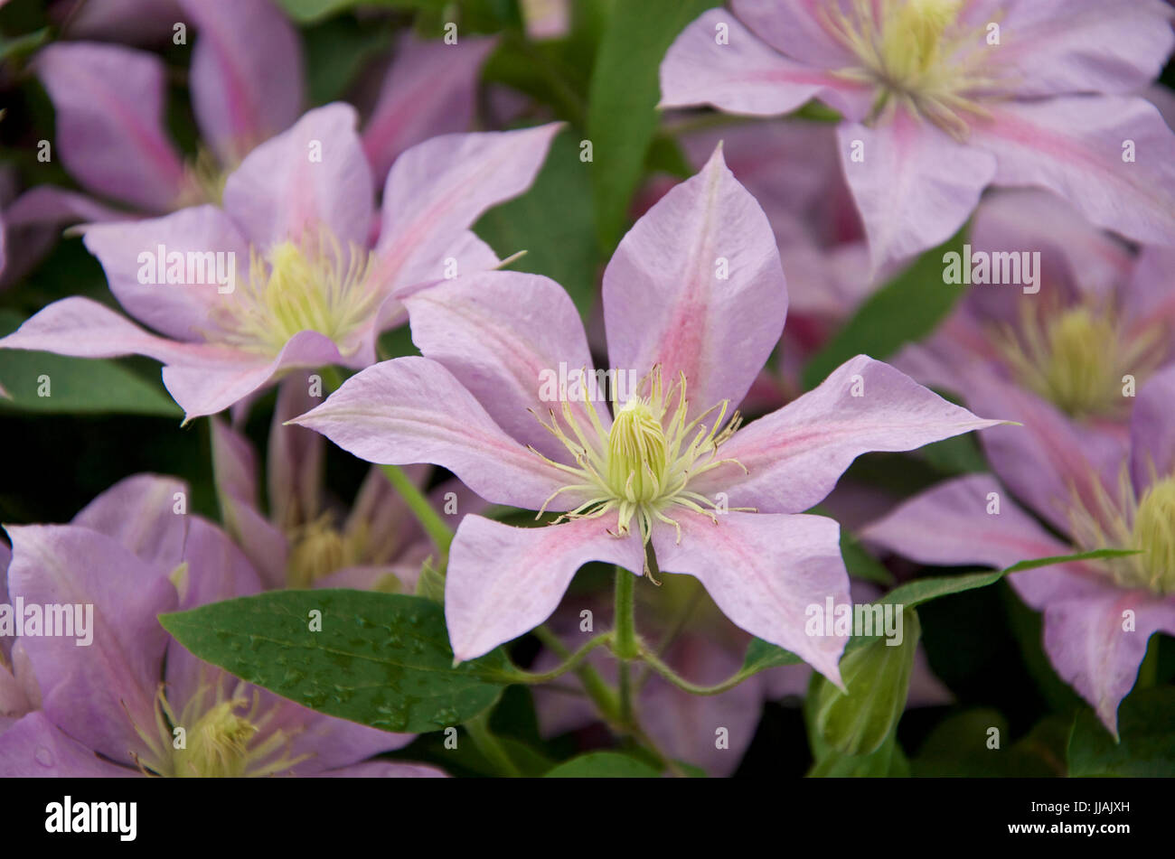 Raymond evison clematis hi-res stock photography and images - Alamy