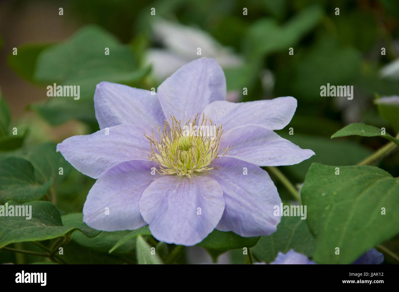 Flower reflections hi-res stock photography and images - Alamy