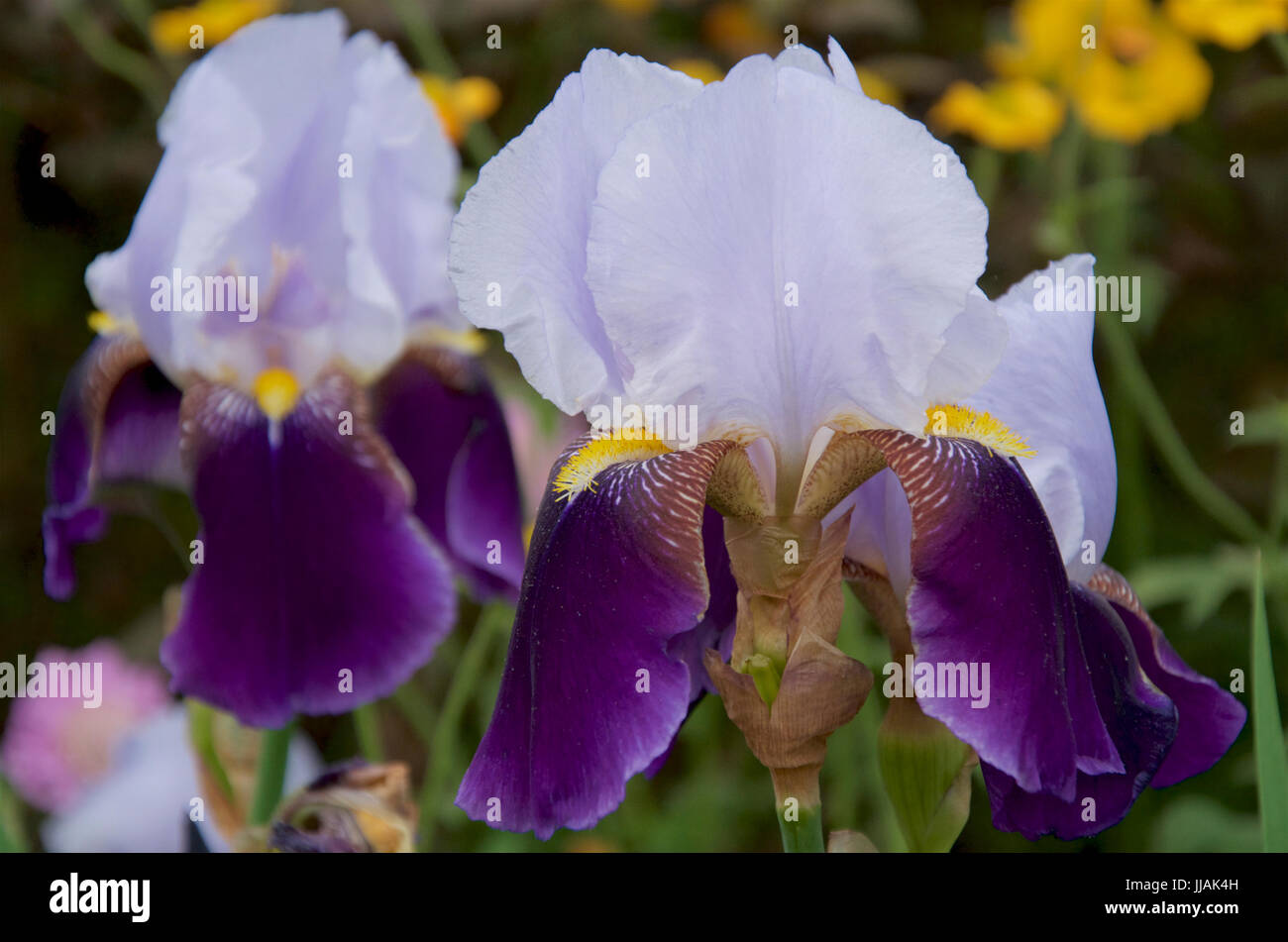 Braithwaite hi-res stock photography and images - Alamy