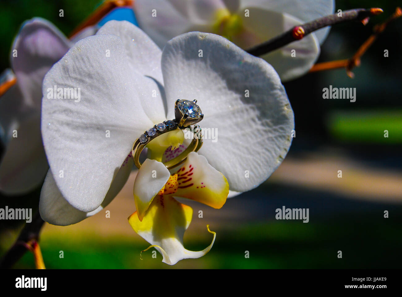 Ring on orchid hi-res stock photography and images - Alamy