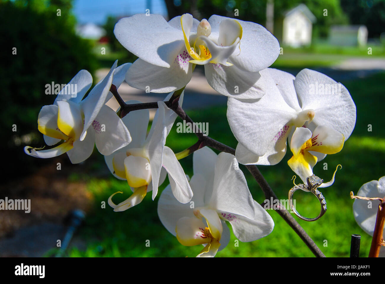 Ring on orchid hi-res stock photography and images - Alamy
