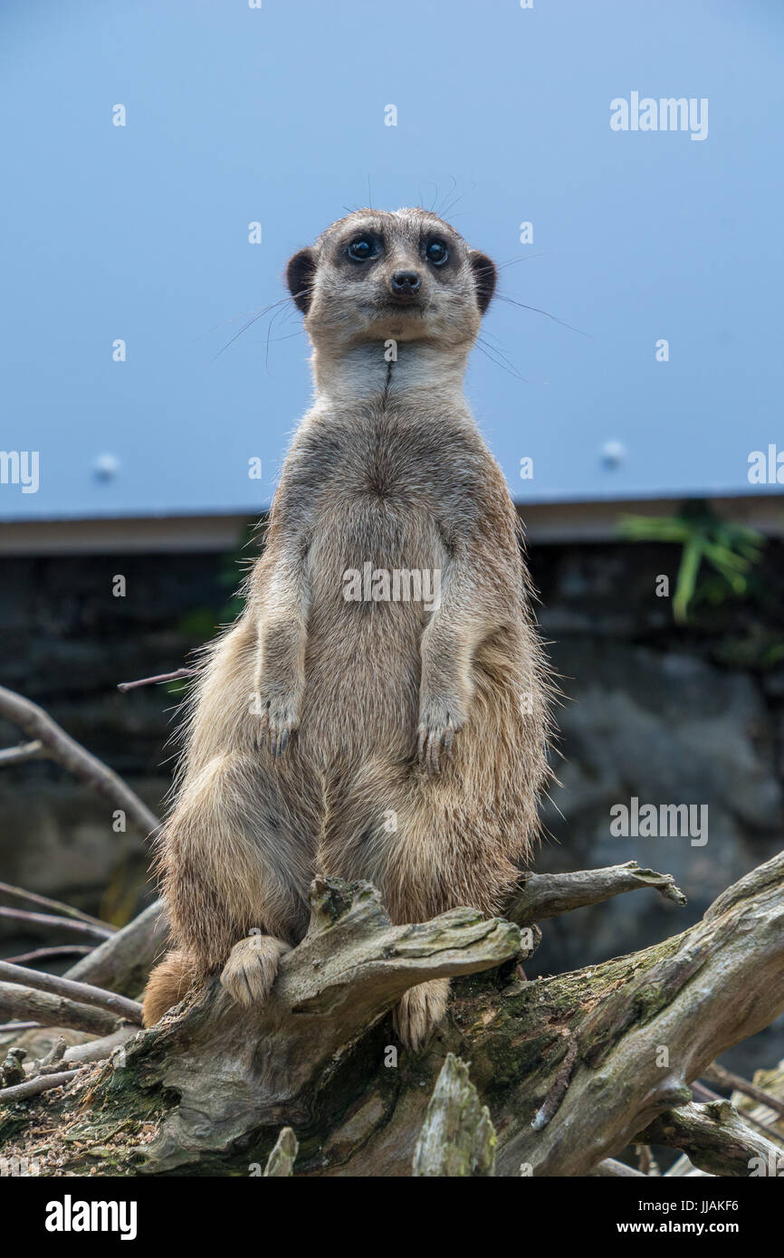 Meerkat on watch looking around for danger Stock Photo - Alamy