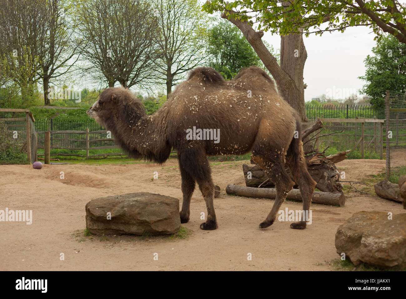 Camel in the Zoo Stock Photo - Alamy