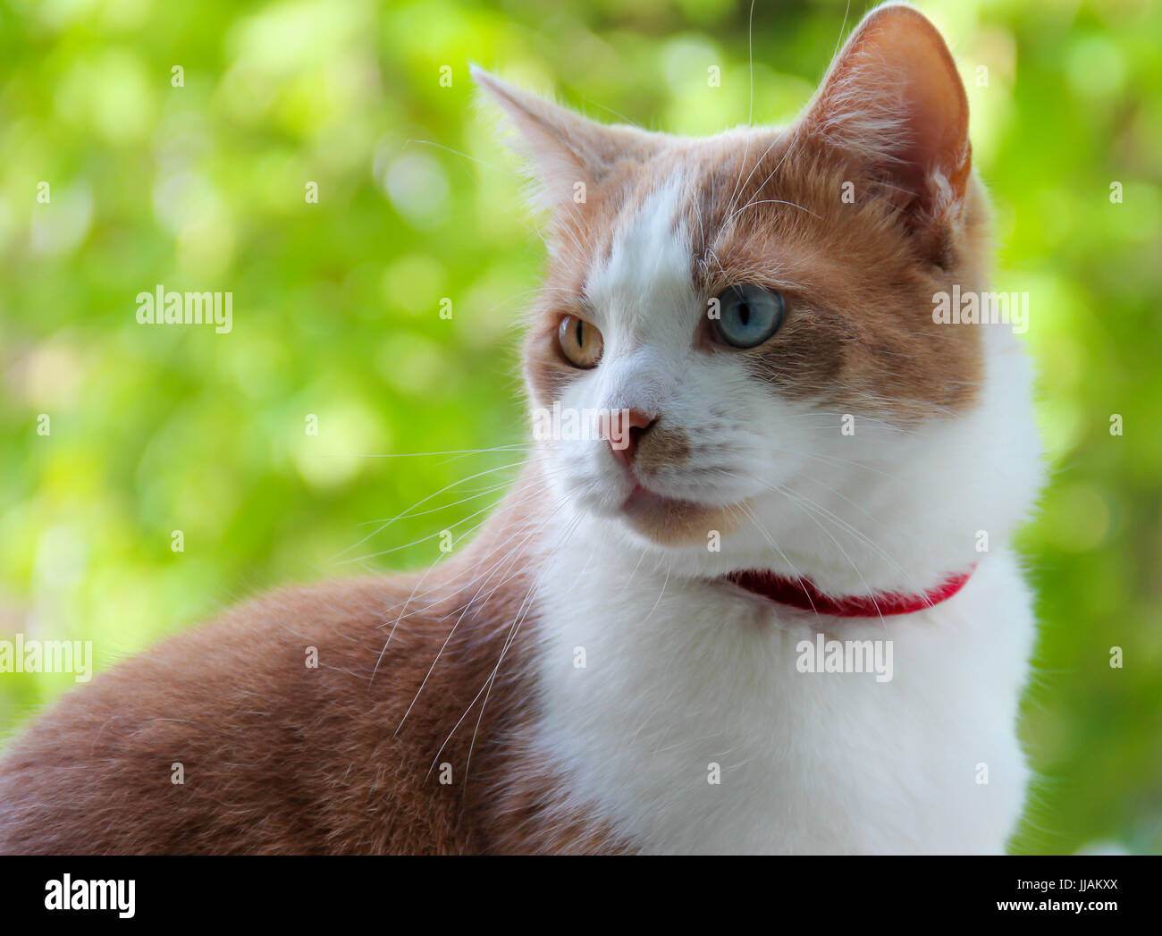 Rare Cat with two different colored eyes Stock Photo - Alamy
