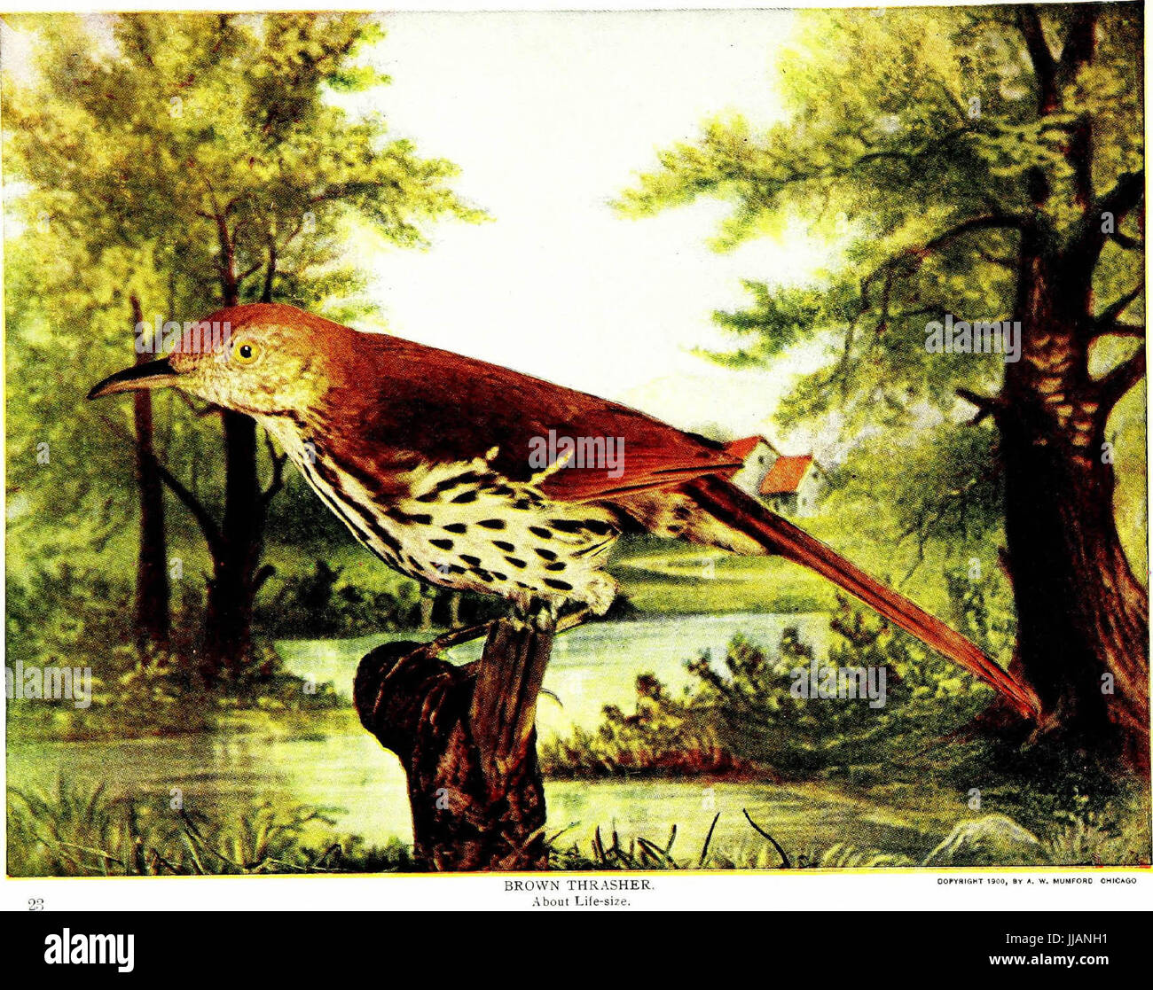 Bird studies for home and school hi-res stock photography and images ...