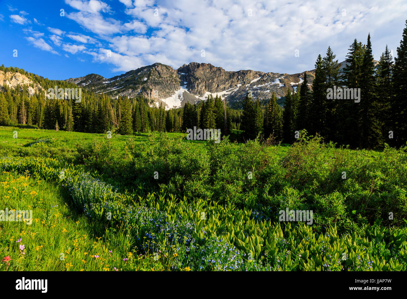 Albion basin wildflowers High Resolution Stock Photography and Images ...