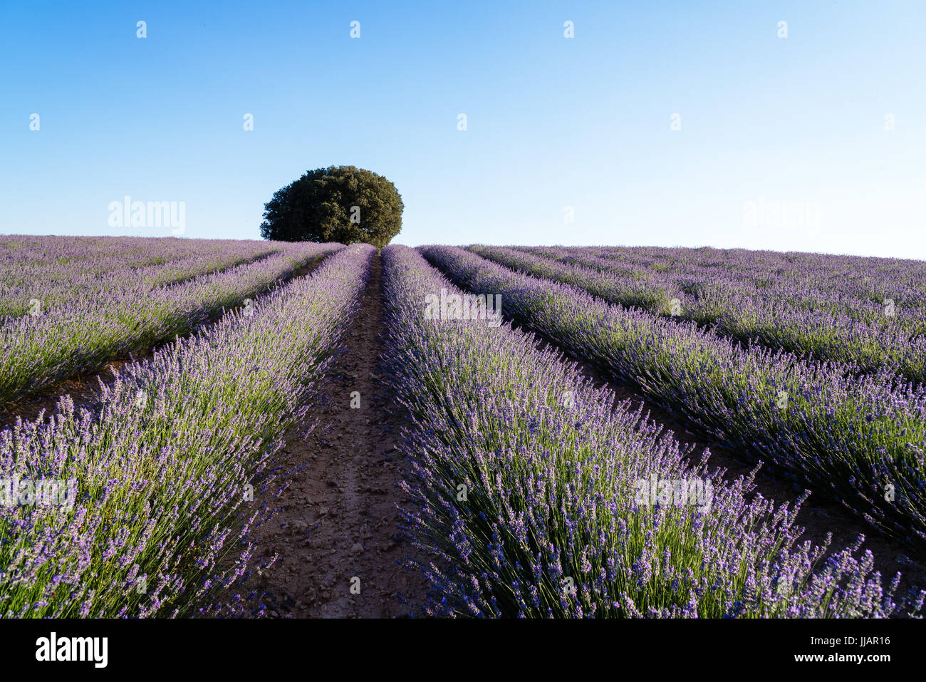 Beautiful image of lavender fields. Summer sunset landscape Stock Photo ...