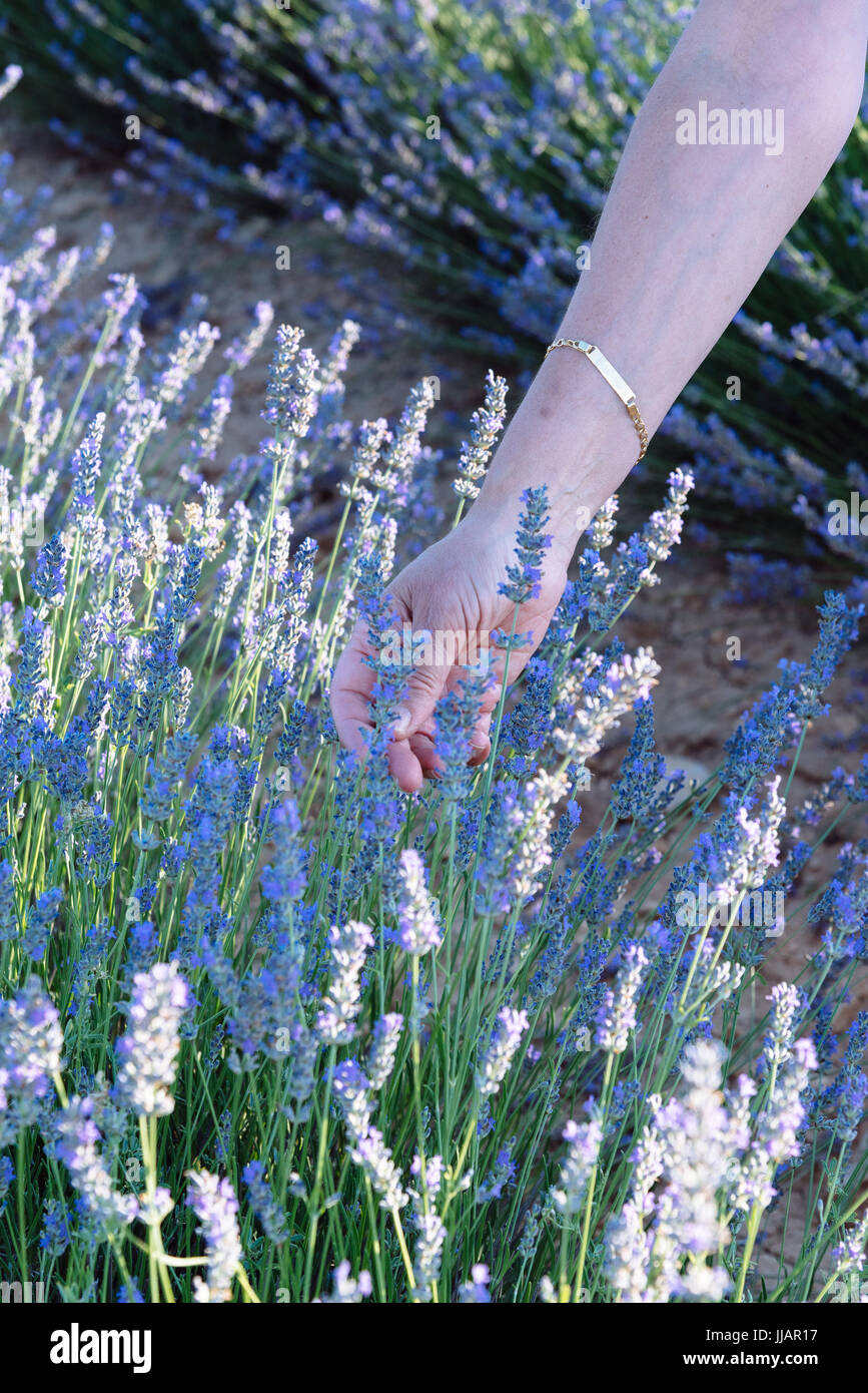 Beautiful image of lavender fields. Summer sunset landscape Stock Photo ...