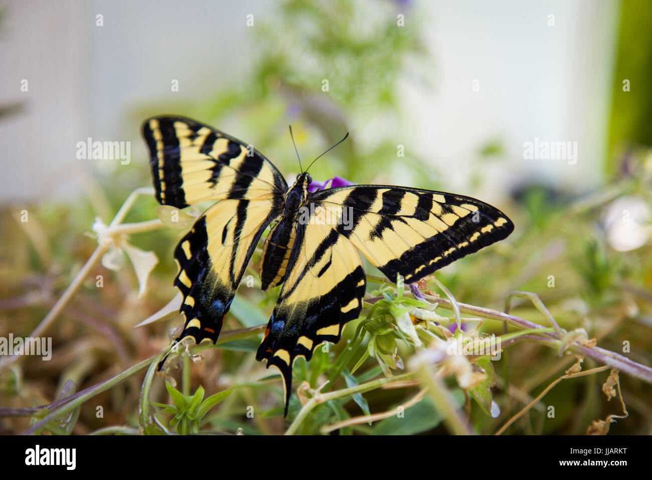 Western Tiger Swallowtail Butterfly Stock Photo - Alamy