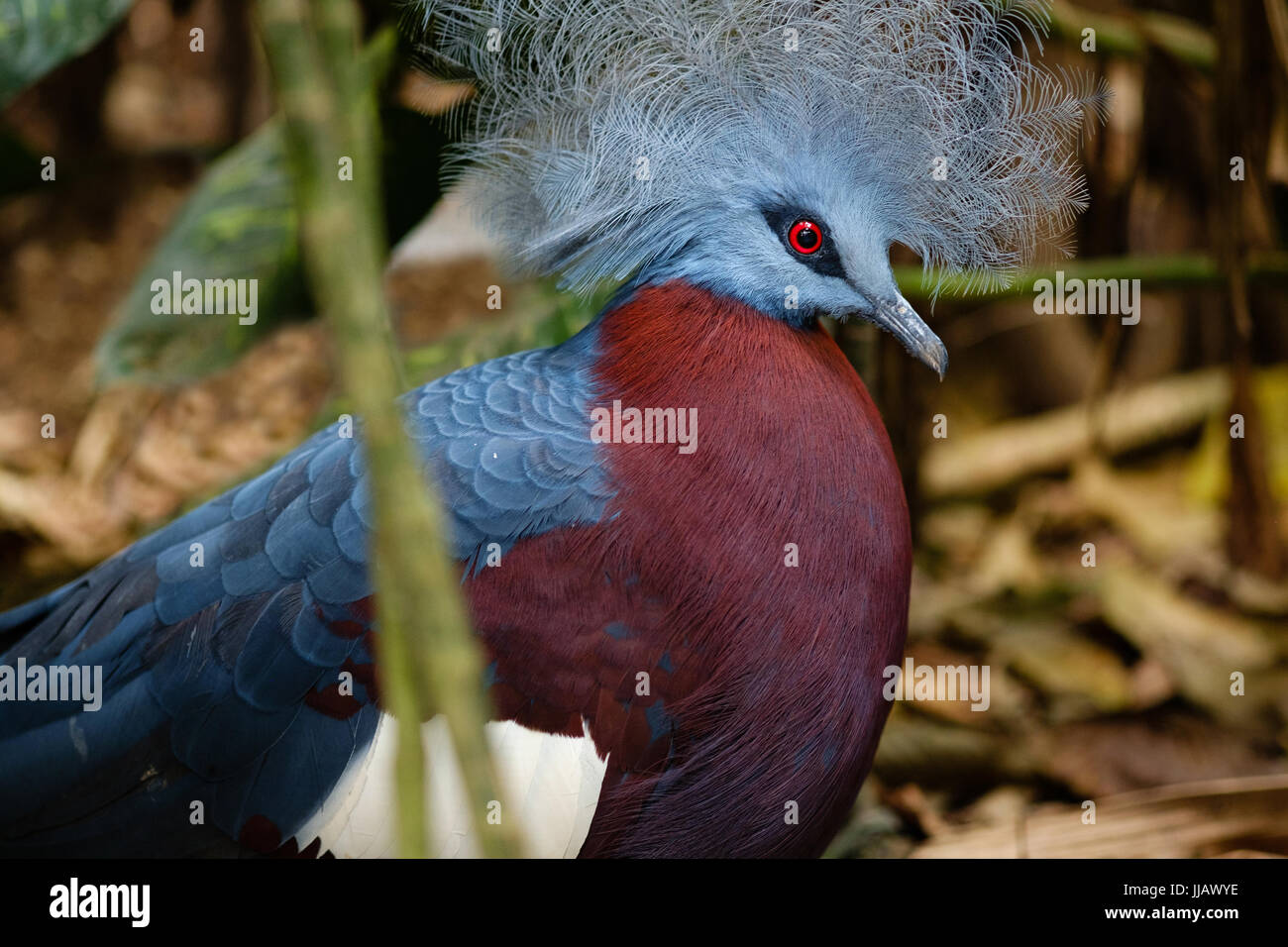 Female blue pheasant bird Stock Photo - Alamy