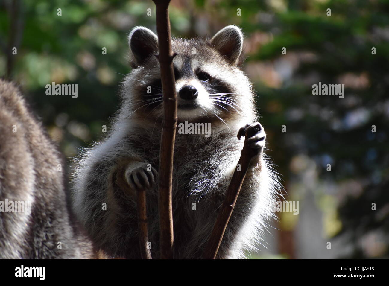 Raccoon climbing a tree at the biosphere in Montreal, Canada Stock ...