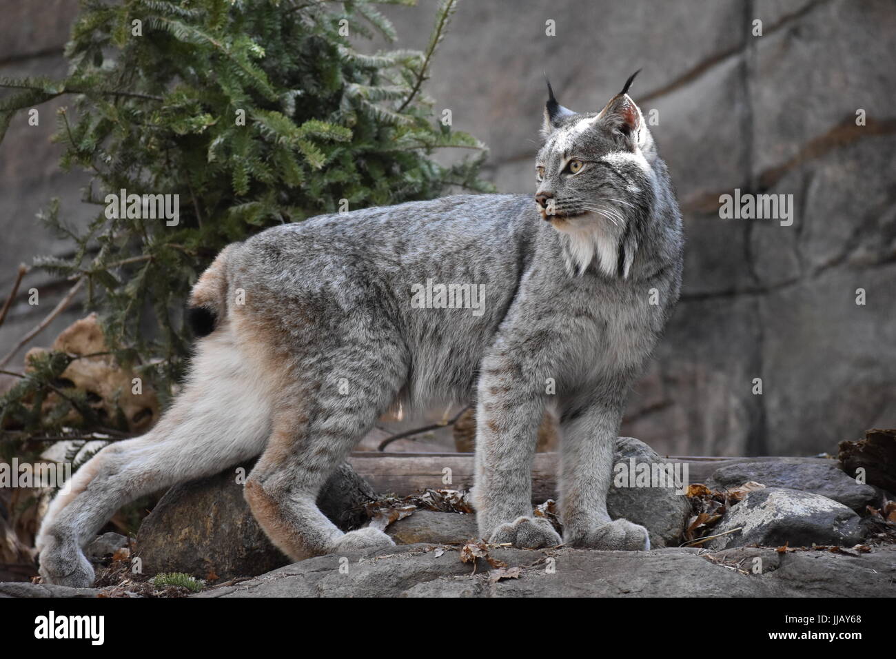 A lynx roaming in his habitat, captured staring back Stock Photo - Alamy