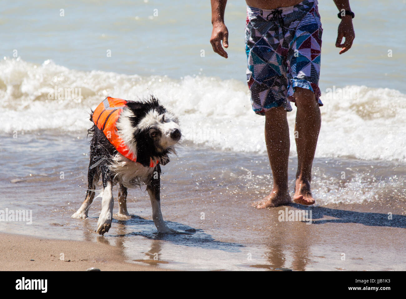 A dog shakes as he walks down the shoreline wearing a life jacket Stock ...
