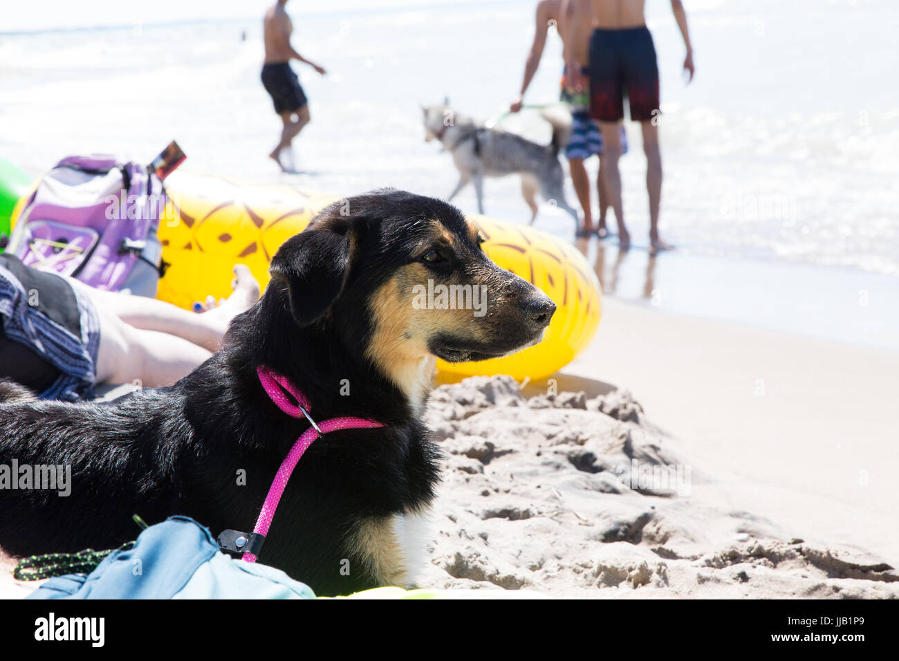 a black and tan dog laying on sand at the beach, at the Pinery in Grand ...