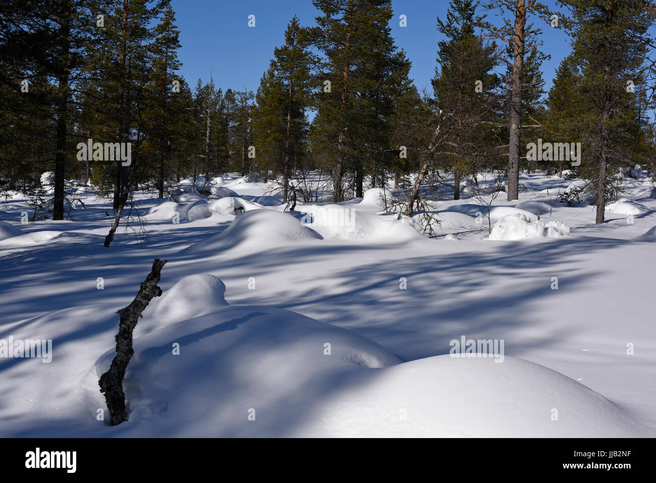 Taiga Forest in early spring near the Fells of Urho Kekkonen National ...
