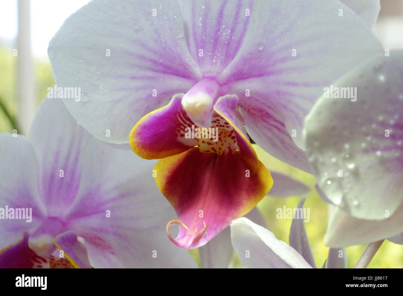 Orchid Flower close-up Stock Photo - Alamy