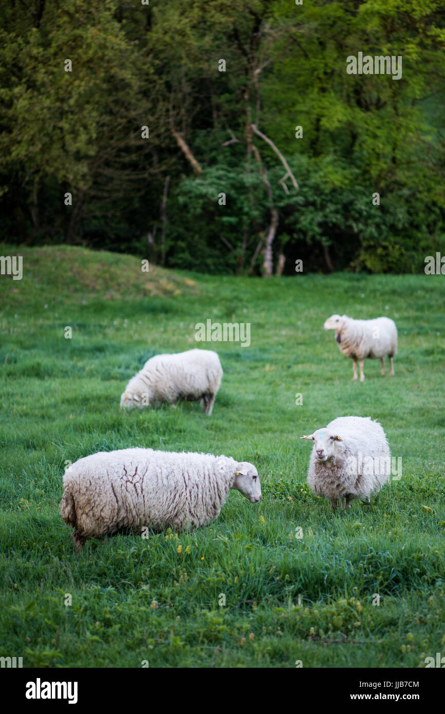 Sheep in the grass early morning Stock Photo - Alamy