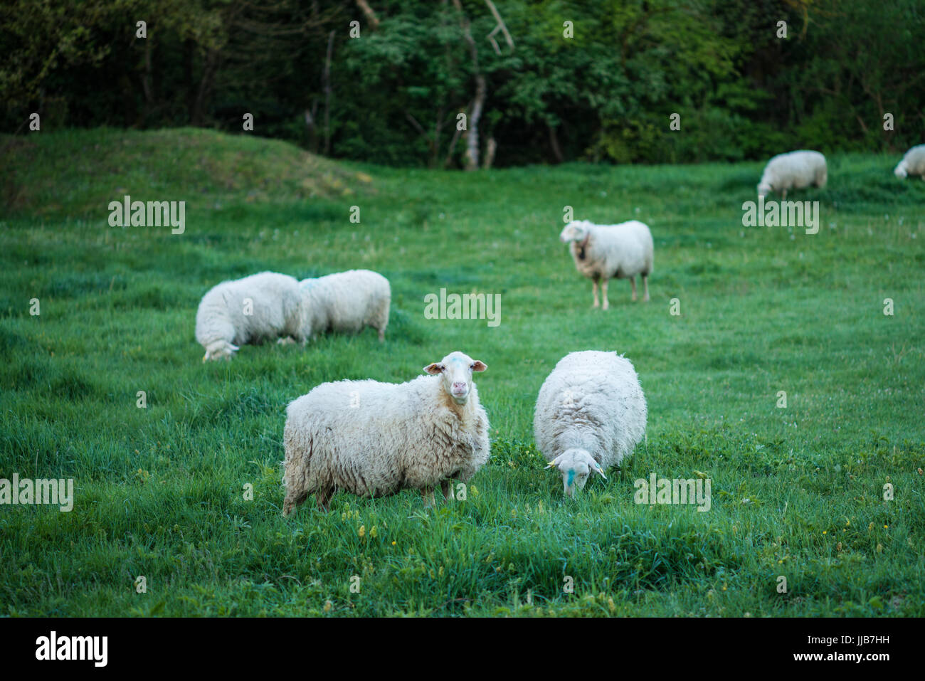 Sheep in the grass early morning Stock Photo - Alamy