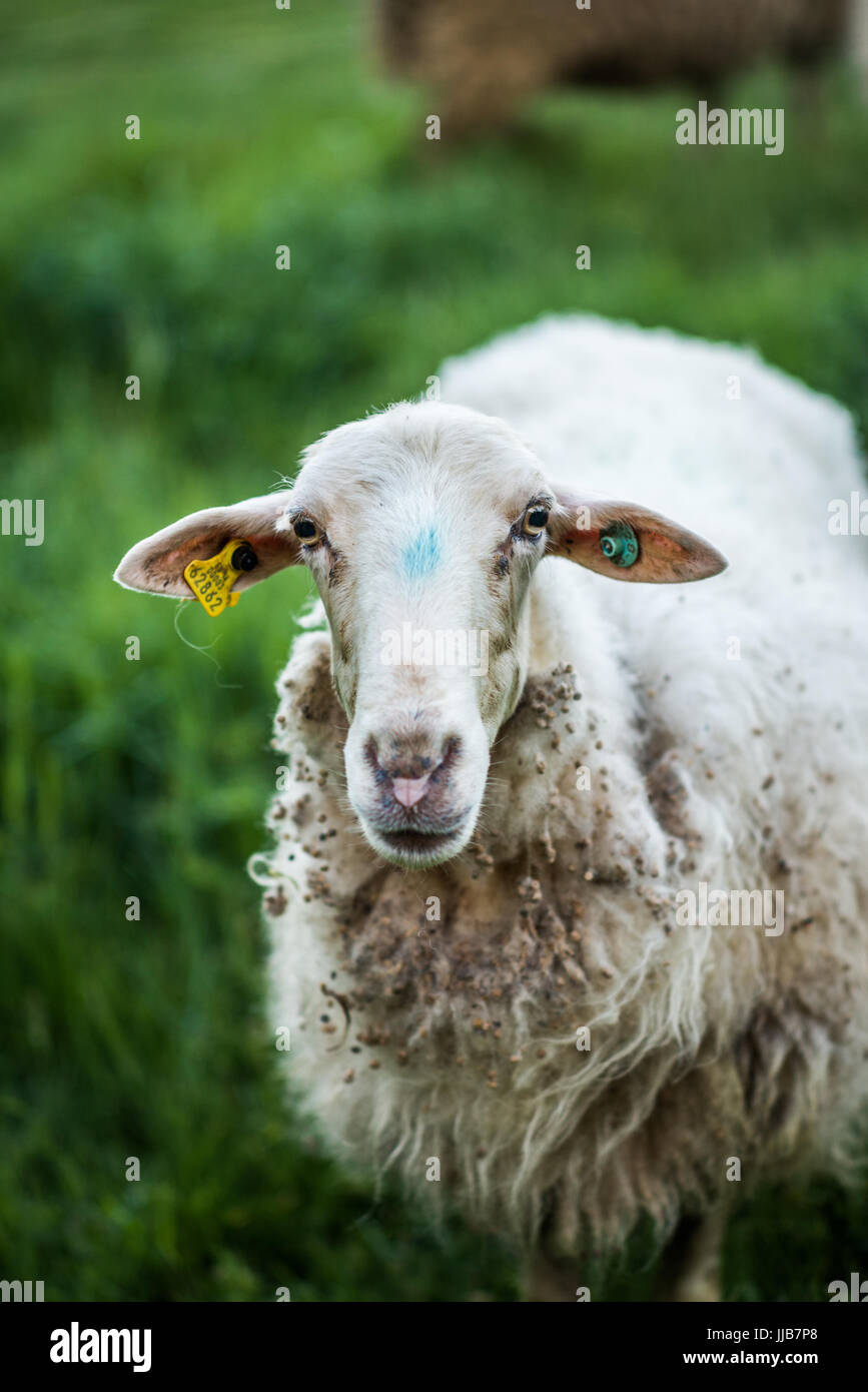 Sheep in the grass early morning Stock Photo - Alamy