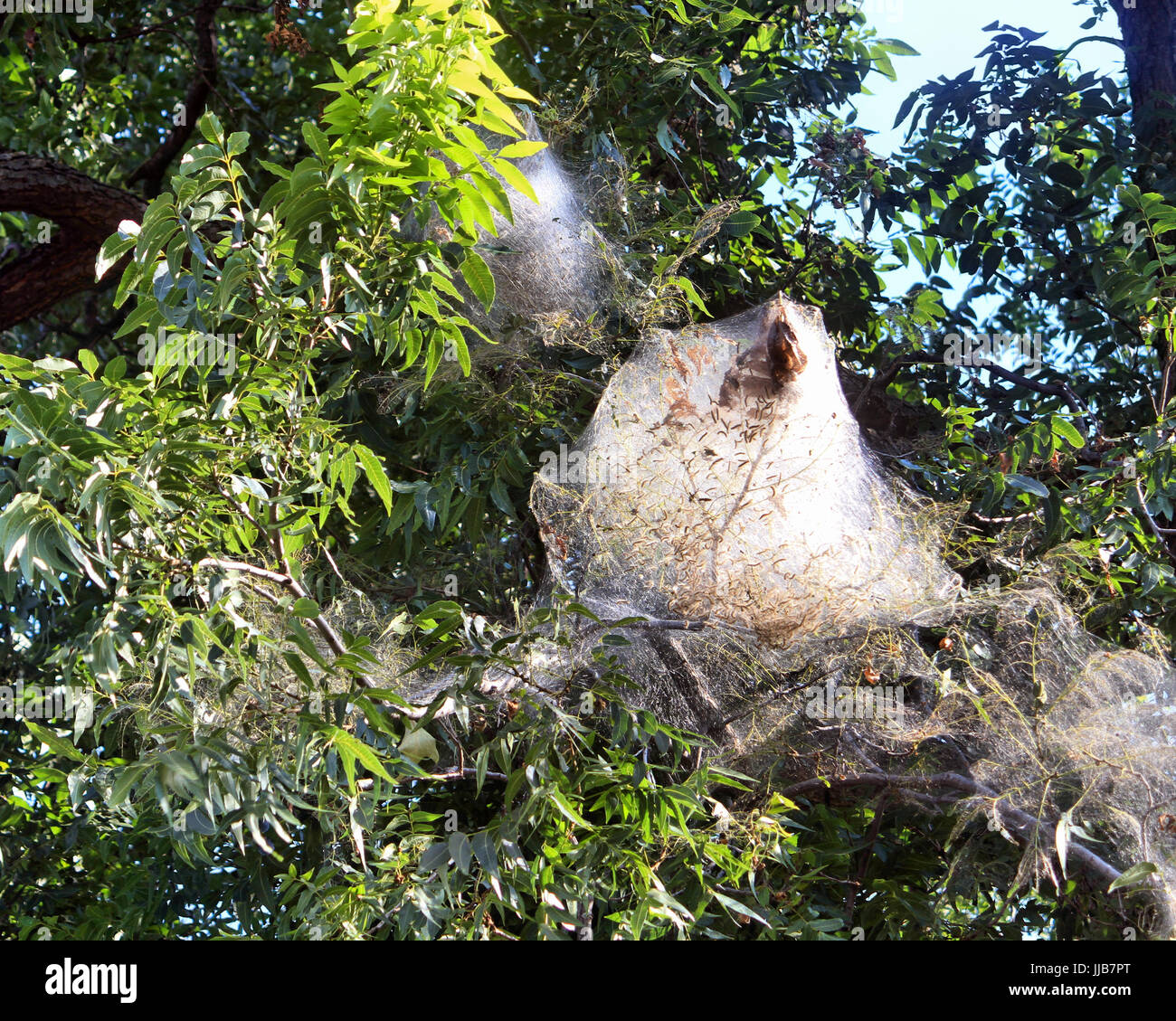 Naterial Web Like In Trees