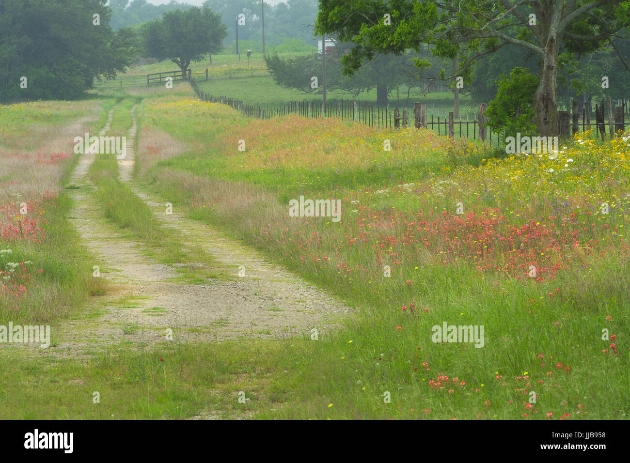 A two track road through wildflowers in the Texas spring. USA Stock ...