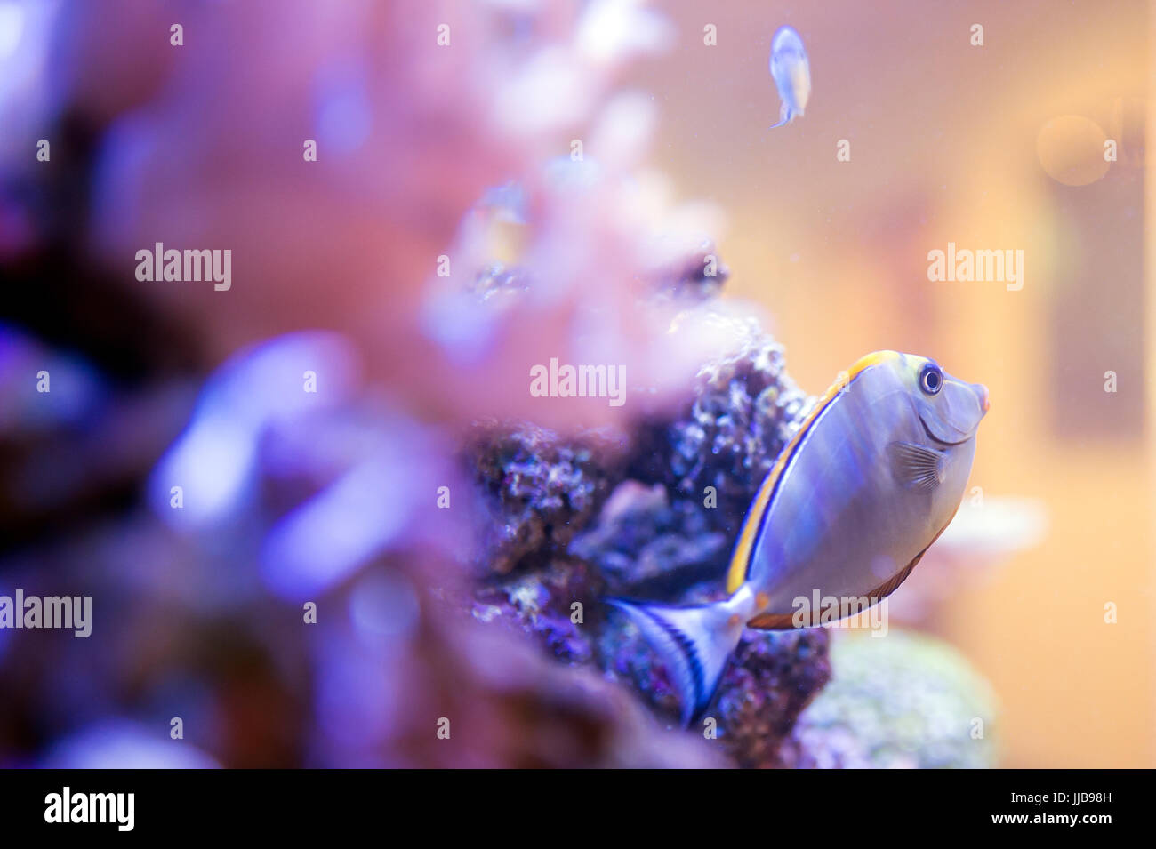 Finding Nemo, Amphiprion Ocellaris Clownfish In Marine Aquarium Stock ...