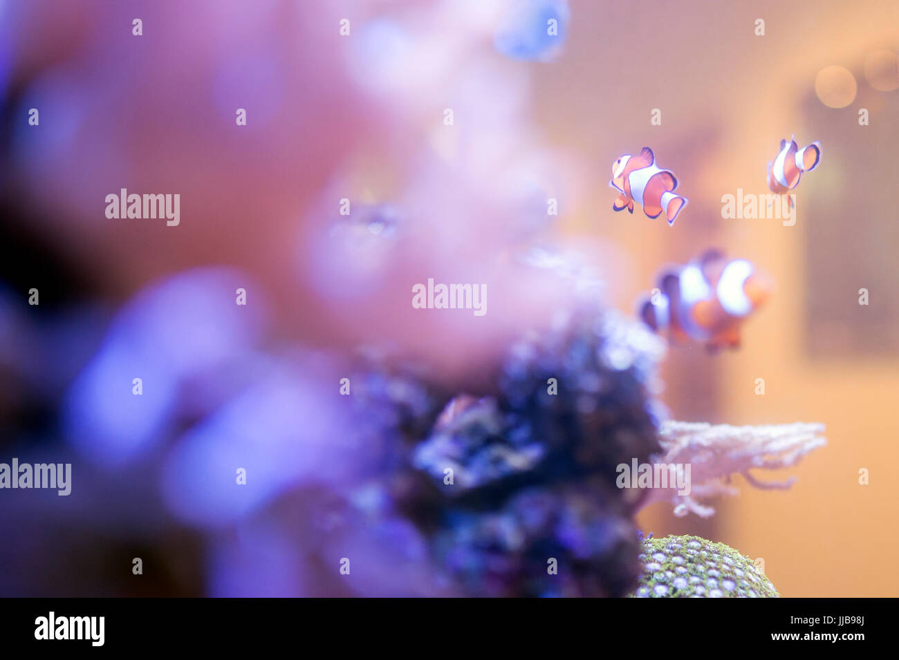 Finding Nemo, Amphiprion Ocellaris Clownfish In Marine Aquarium Stock ...