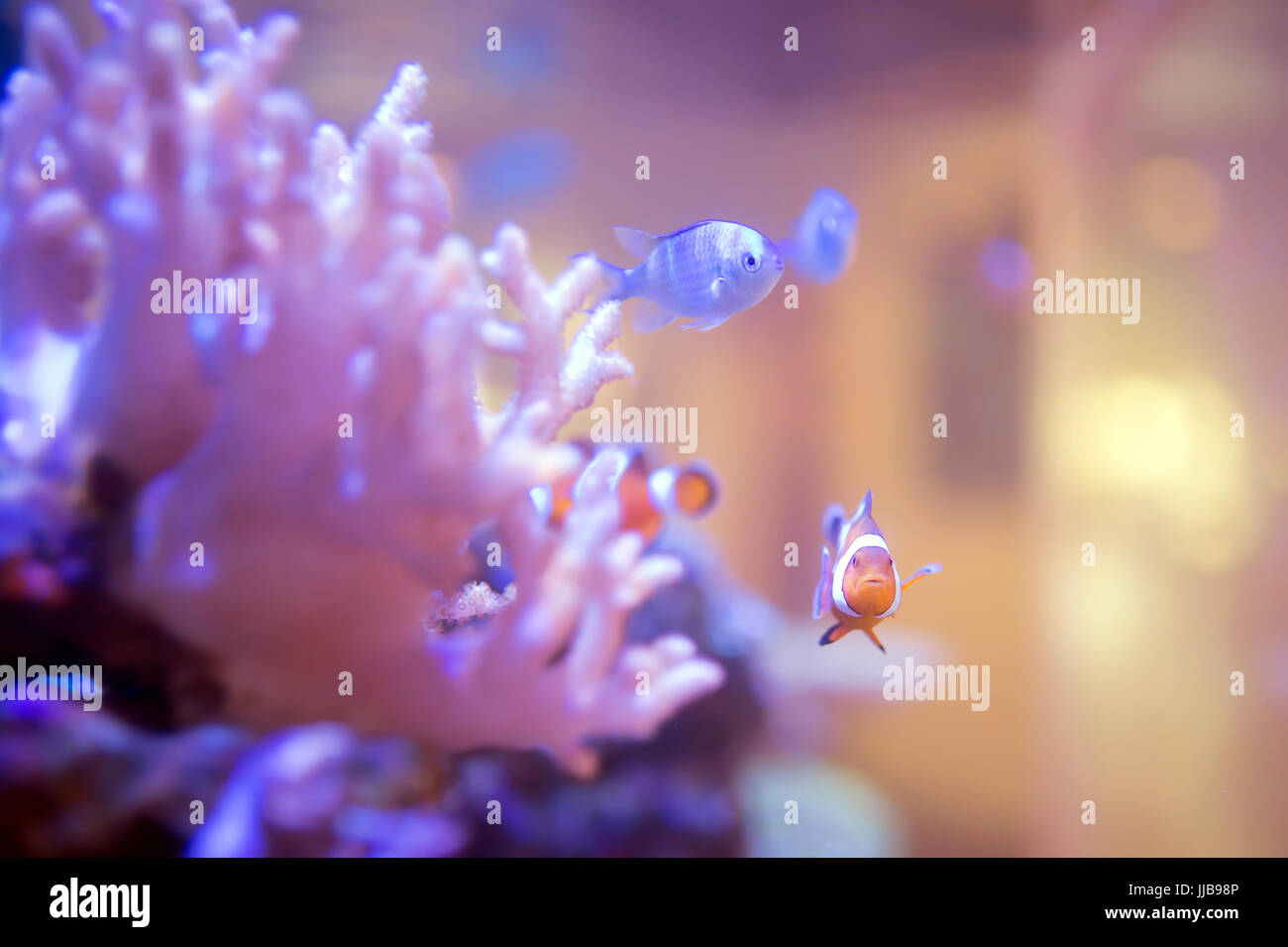 Finding Nemo, Amphiprion Ocellaris Clownfish In Marine Aquarium Stock ...