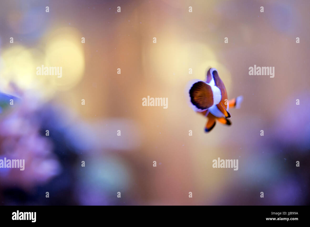 Finding Nemo, Amphiprion Ocellaris Clownfish In Marine Aquarium Stock ...