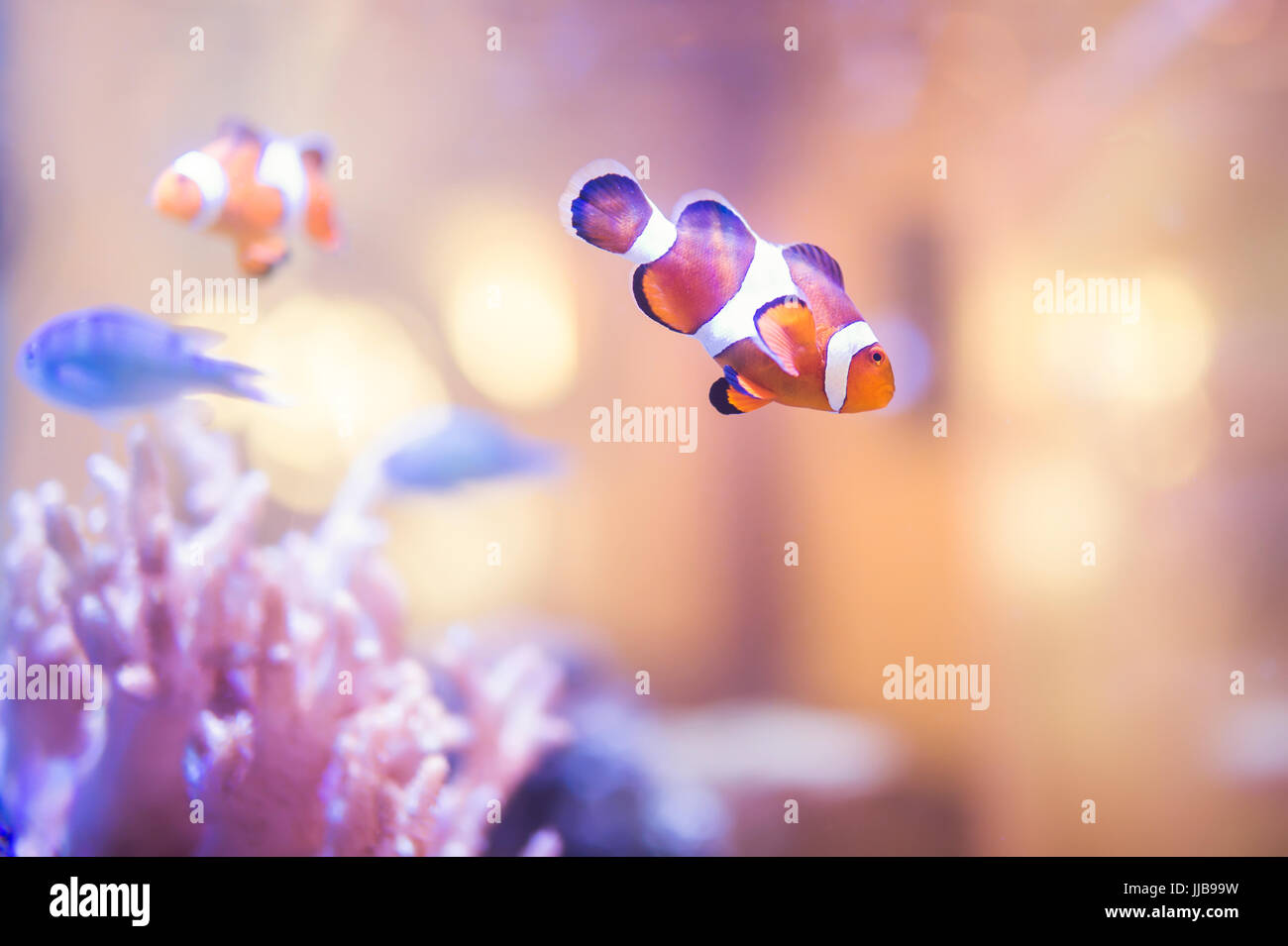 Finding Nemo, Amphiprion Ocellaris Clownfish In Marine Aquarium Stock ...