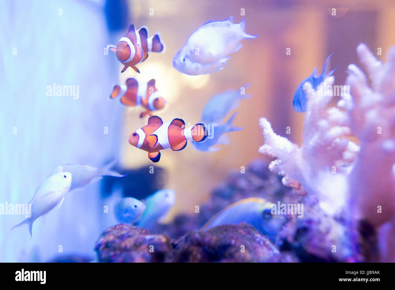 Finding Nemo, Amphiprion Ocellaris Clownfish In Marine Aquarium Stock ...
