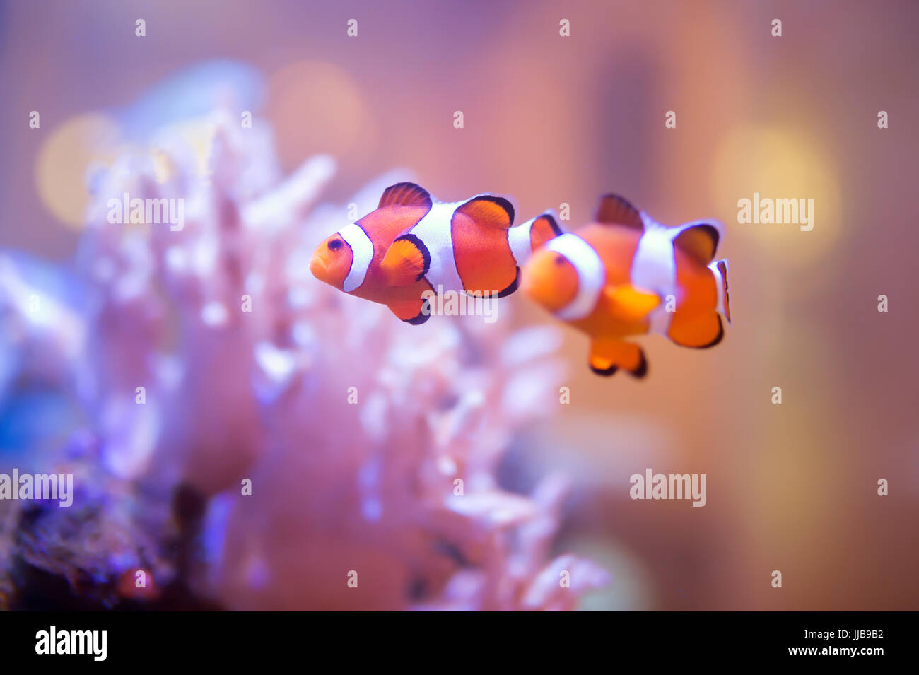 Finding Nemo, Amphiprion Ocellaris Clownfish In Marine Aquarium Stock ...