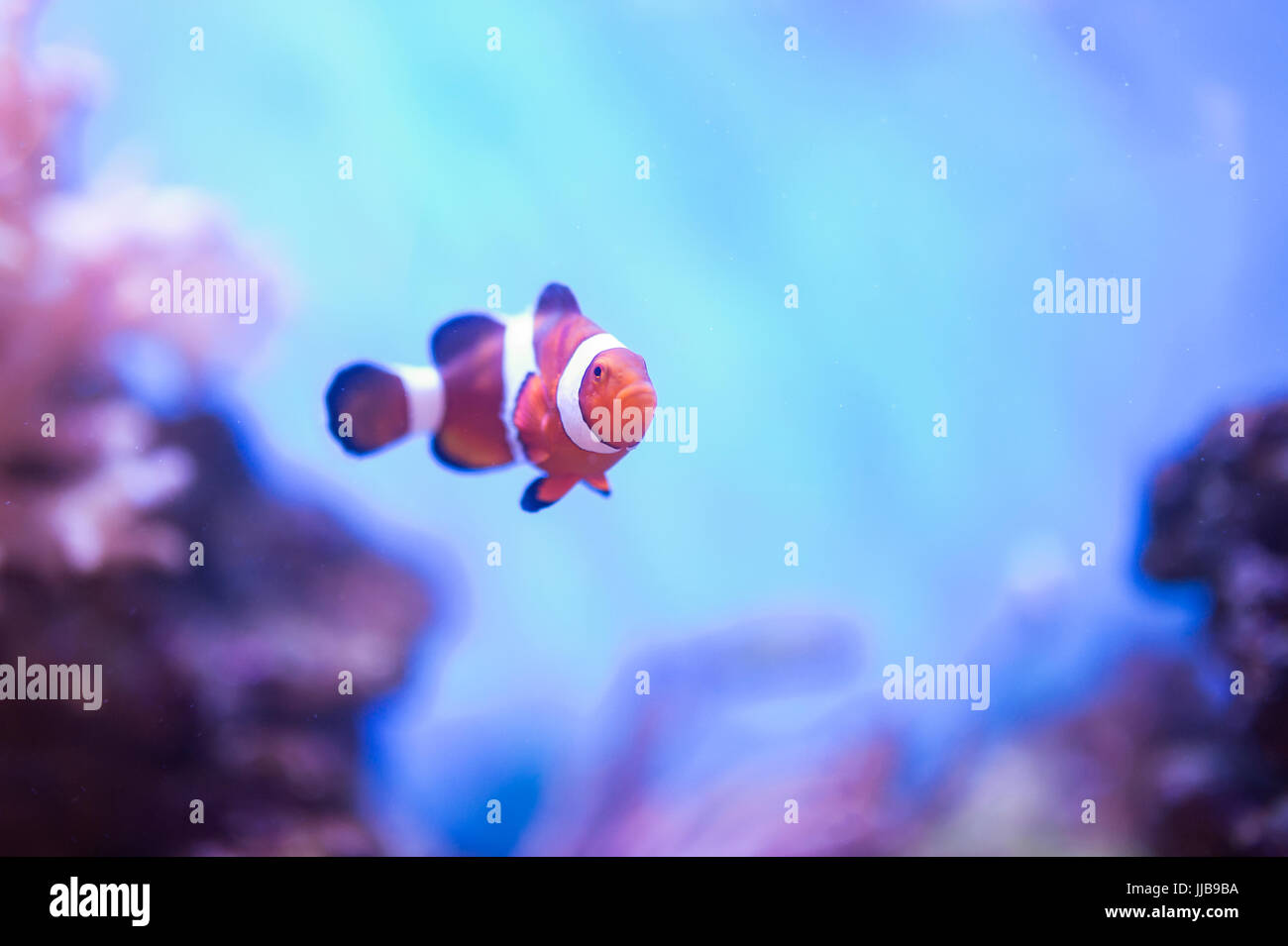 Finding Nemo, Amphiprion Ocellaris Clownfish In Marine Aquarium Stock ...