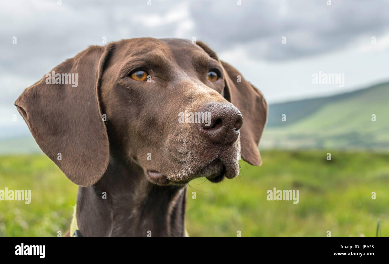 German Shorthaired Pointer Stock Photo - Alamy