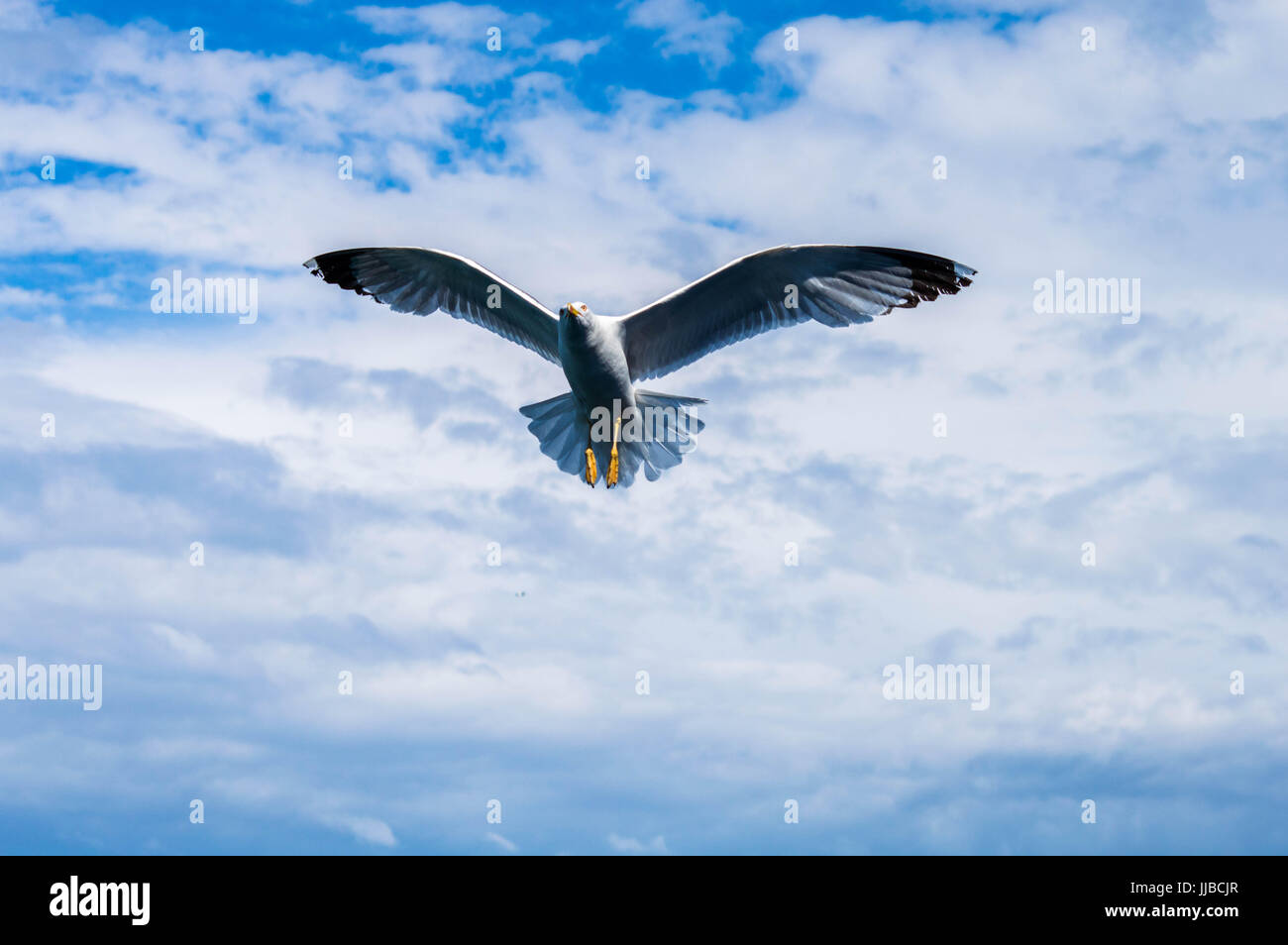 Seagull flying over sea in Thassos Island - Greece Stock Photo - Alamy