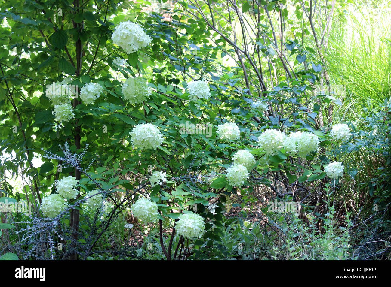 Offwhite flowers hi-res stock photography and images - Alamy