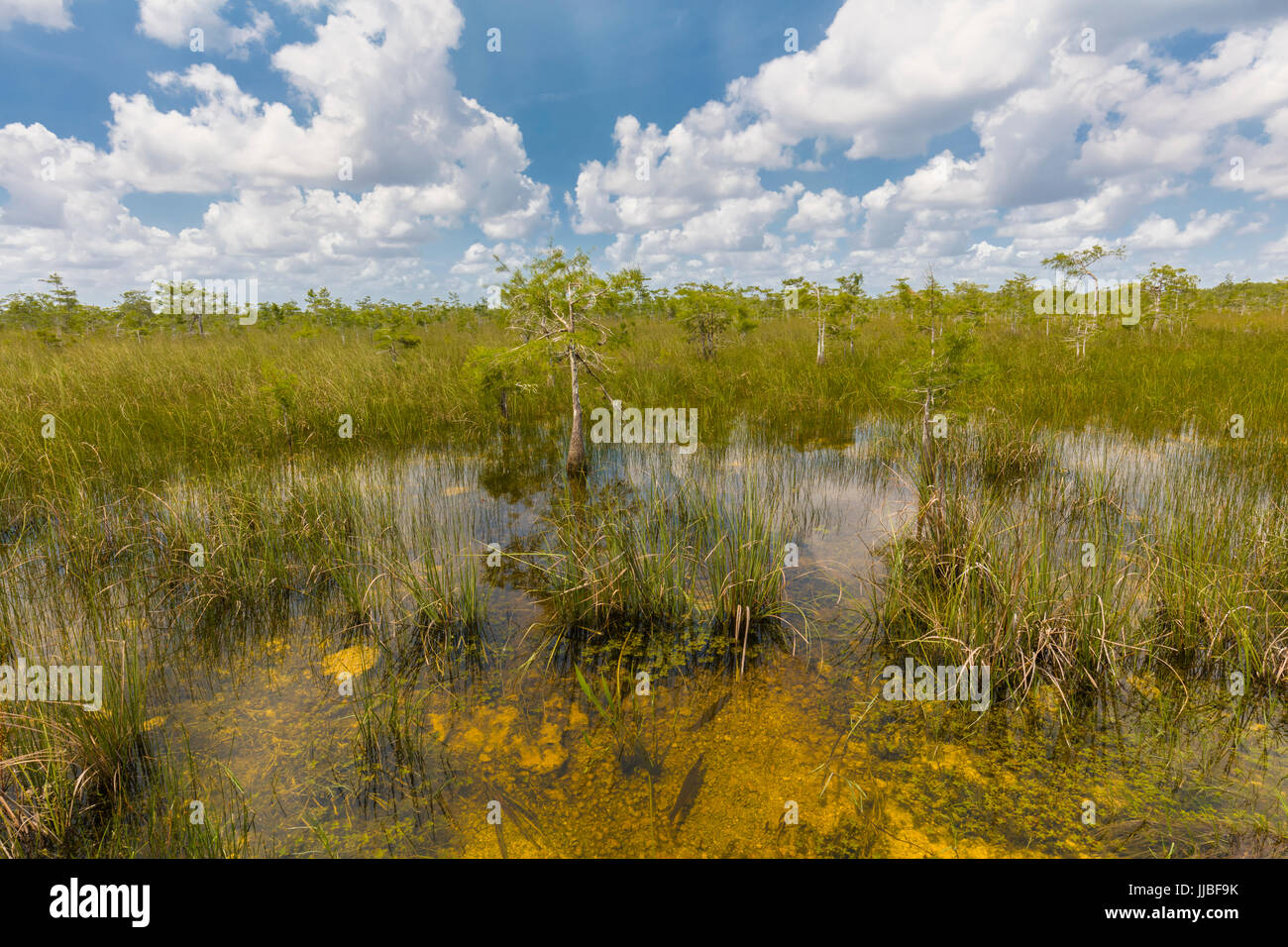 Dwarf Cypress trees in wet grasslands of Everglades National Park in ...