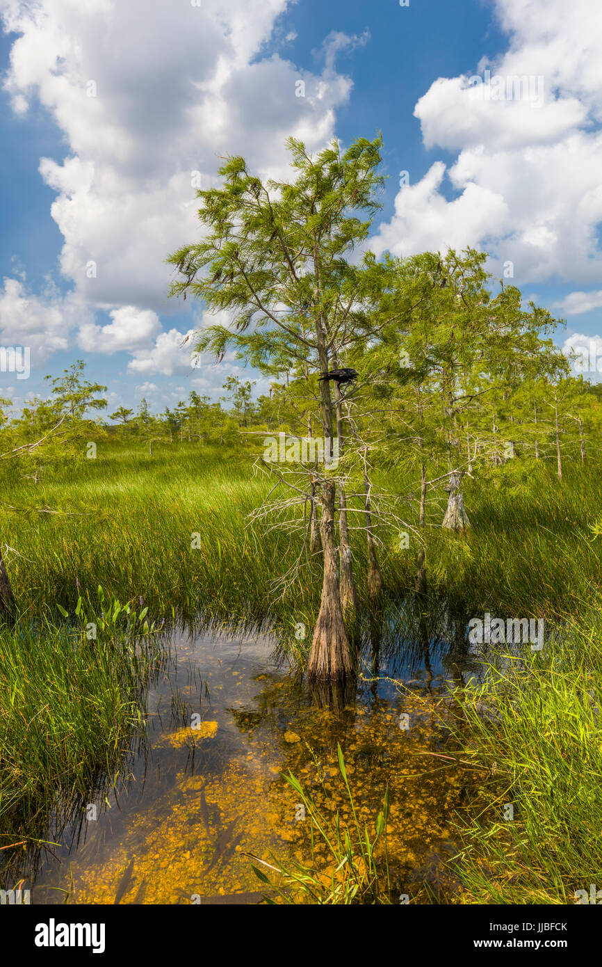 Dwarf Cypress trees in wet grasslands of Everglades National Park in ...
