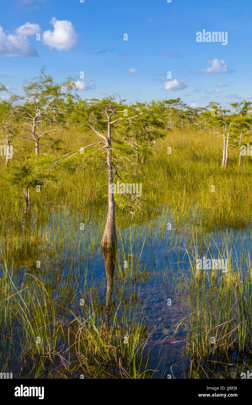 Dwarf Cypress trees in wet grasslands of Everglades National Park in ...