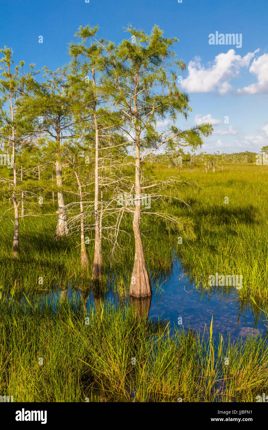 Dwarf Cypress trees in wet grasslands of Everglades National Park in ...