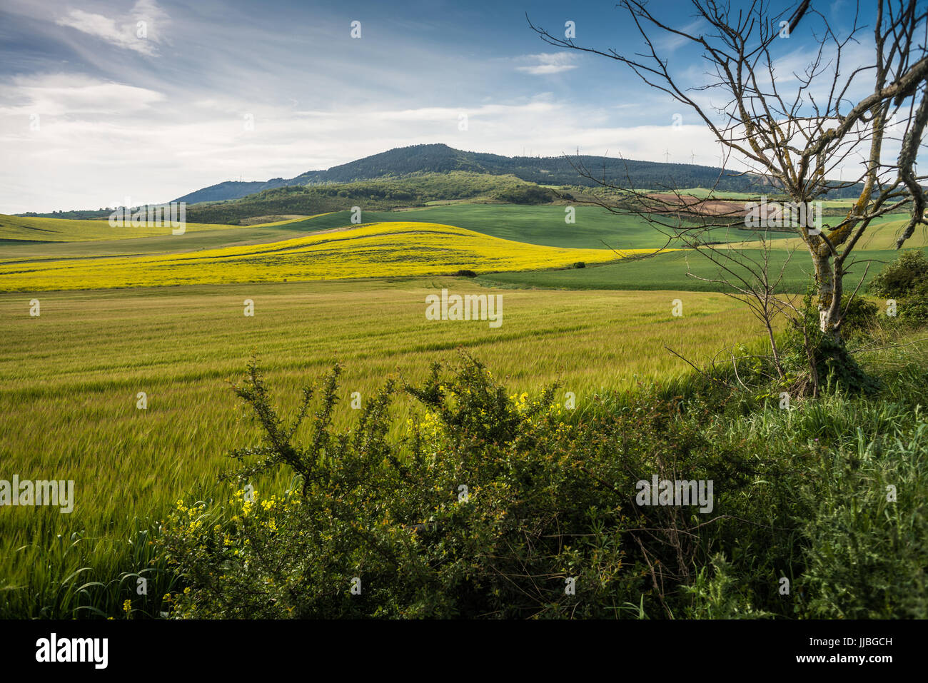 Spring field, landscape near Pamplona, Camino Santiago from Pamplona to ...