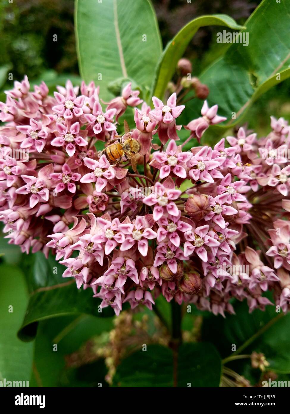 Purple milkweed hi-res stock photography and images - Alamy