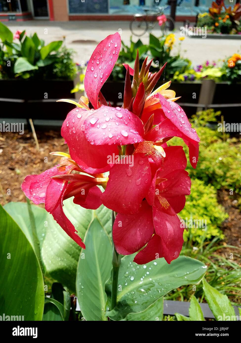 Pink iris hi-res stock photography and images - Alamy
