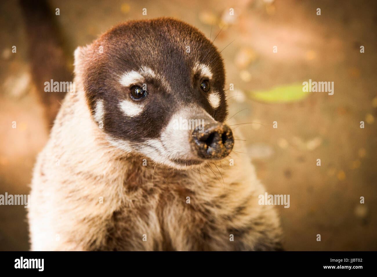 Coati animal wild cute face portrait Stock Photo - Alamy