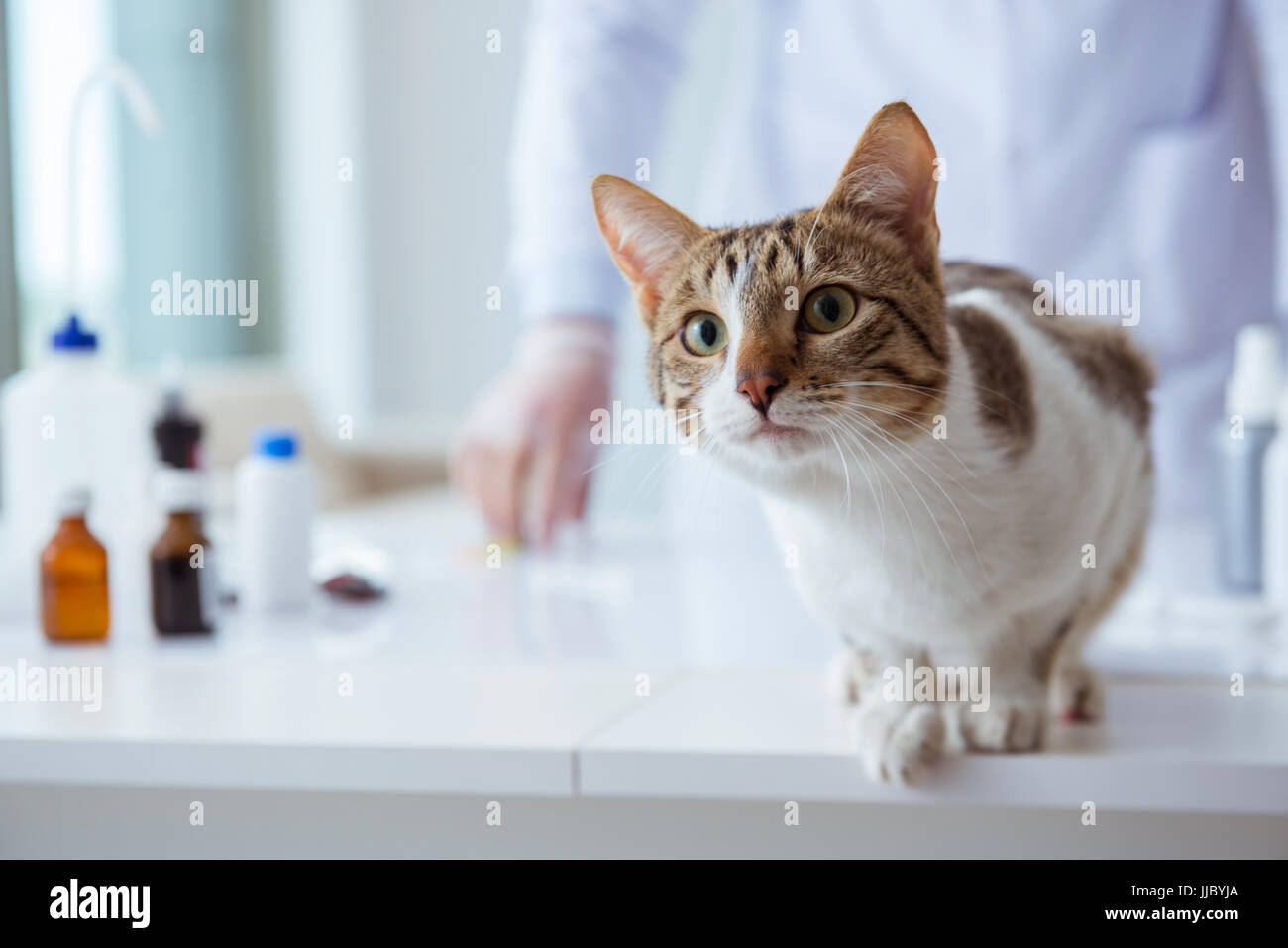 Cat visiting vet for regular check up Stock Photo - Alamy