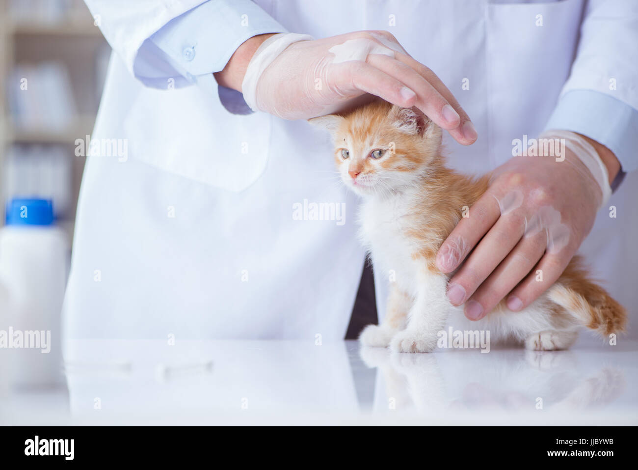 Cat visiting vet for regular check up Stock Photo - Alamy